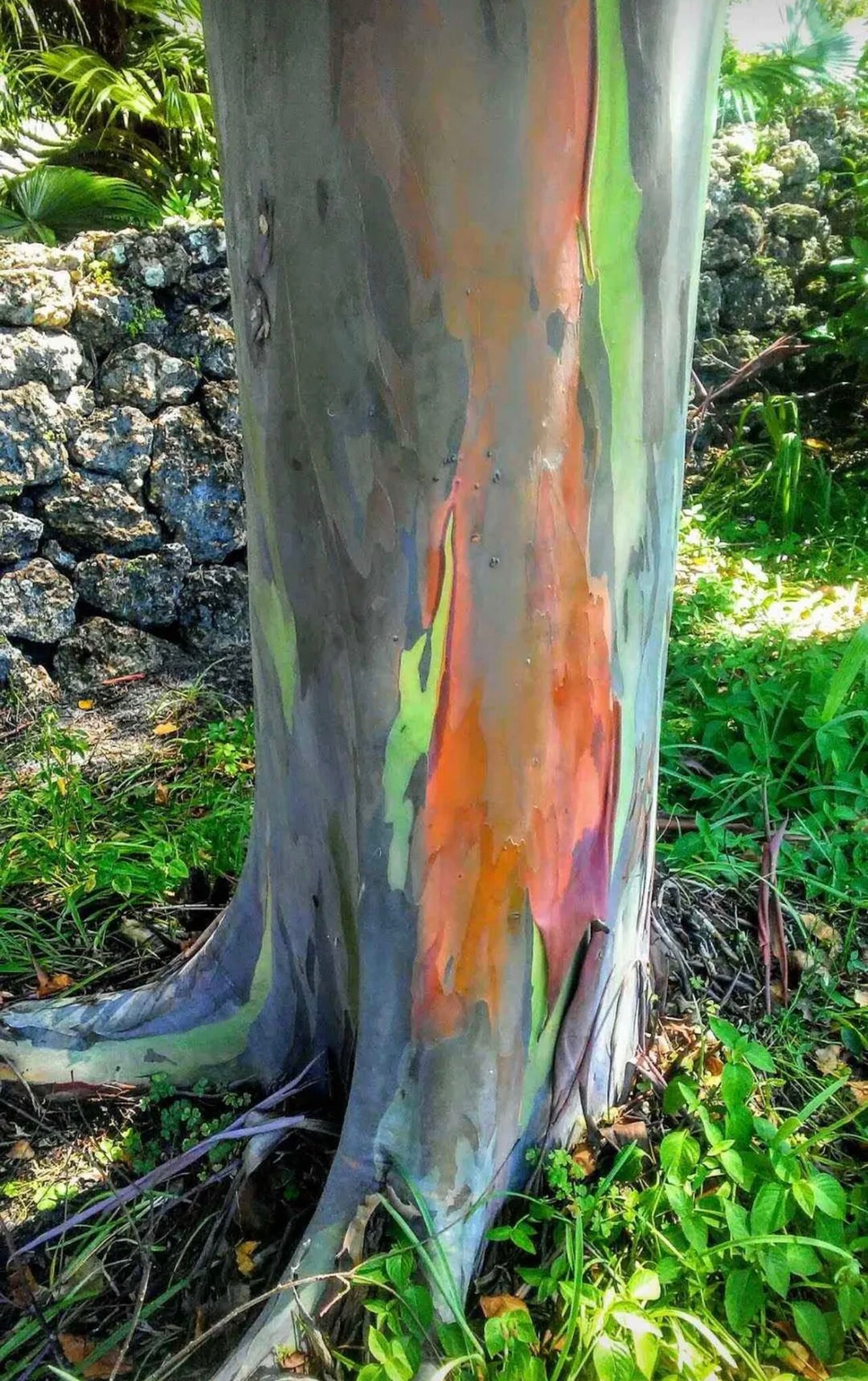 Rainbow Eucalyptus Tree Leaves
