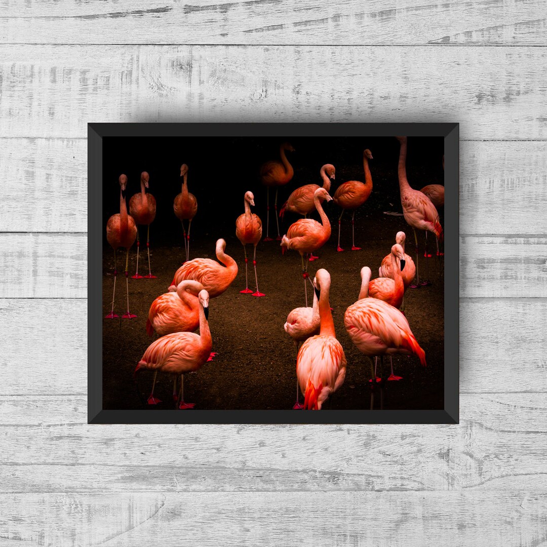 Pink Flamingos - Etsy