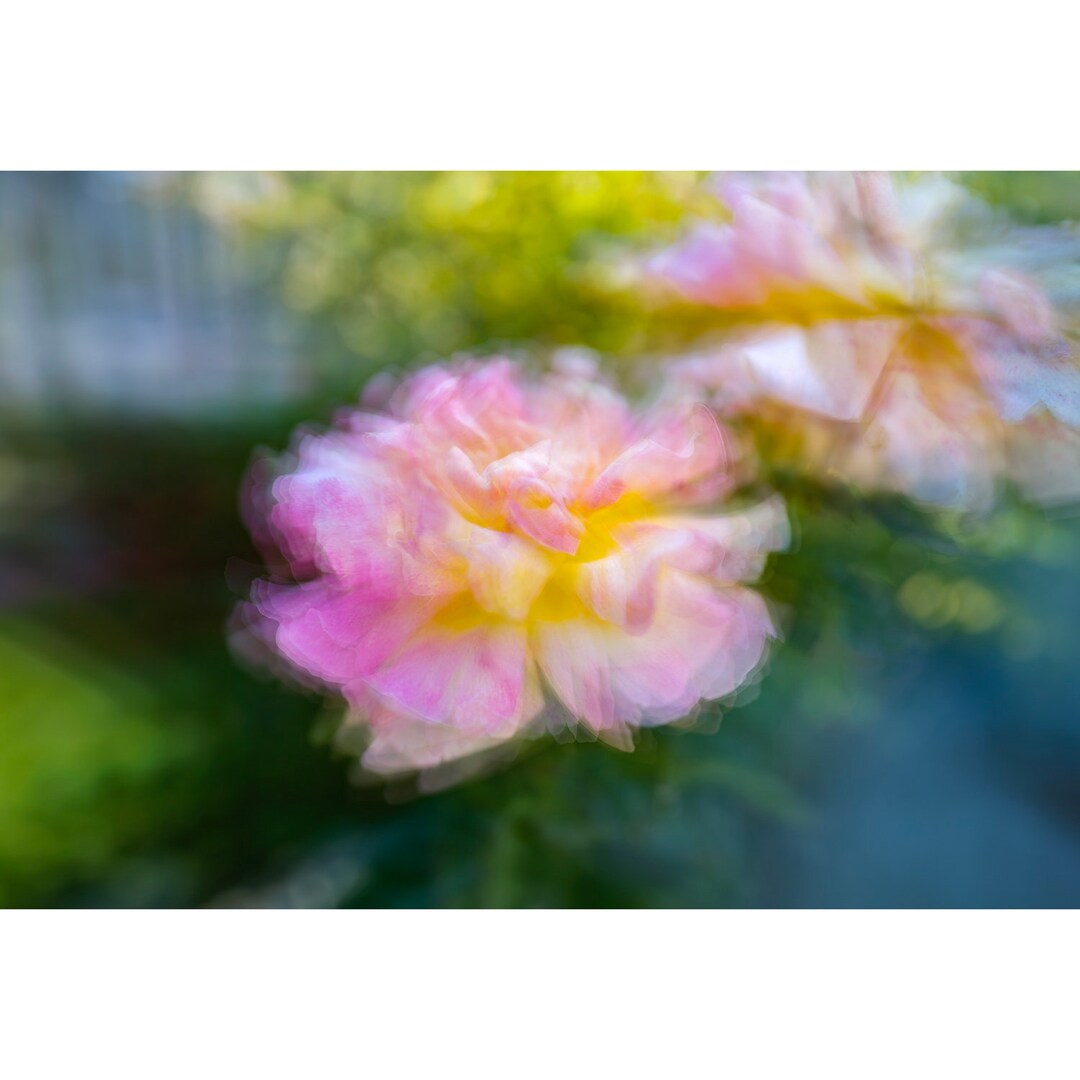 Rose. Art Photo Print. Wall Art. Home Decor. Horizontal. Flower ...