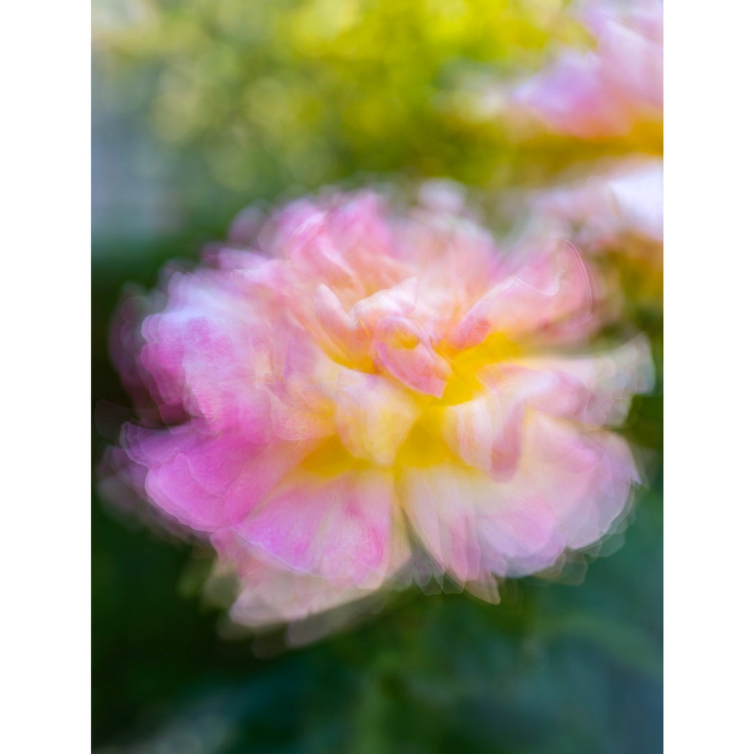 Rose. Art Photo Print. Wall Art. Home Decor. Vertical. Flower ...