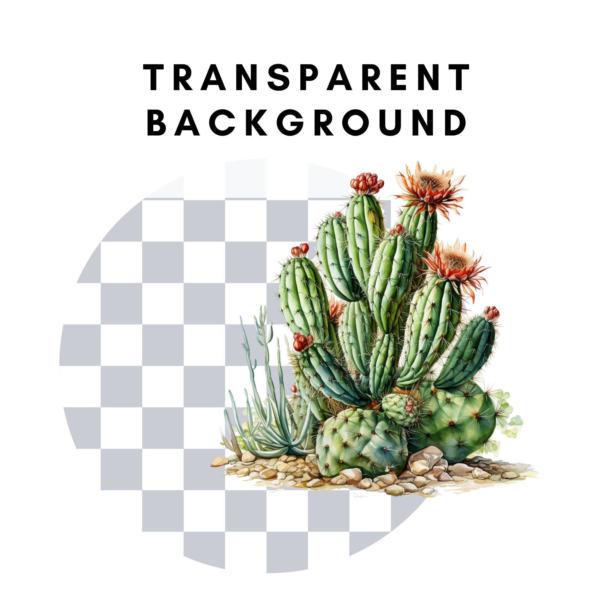 Watercolor Cactus Clipart - Desert Cacti PNG Download | Commercial Use ...