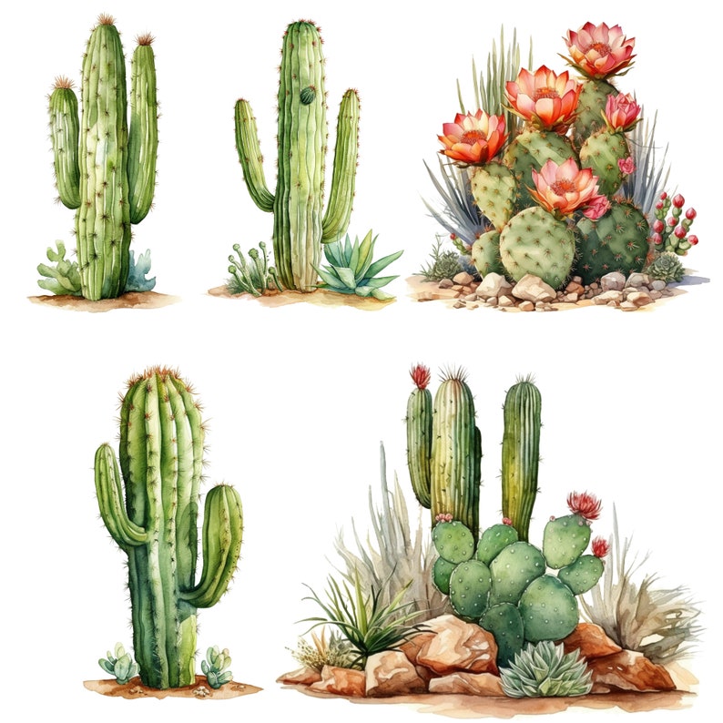 Watercolor Cactus Clipart - Desert Cacti PNG Download | Commercial Use ...