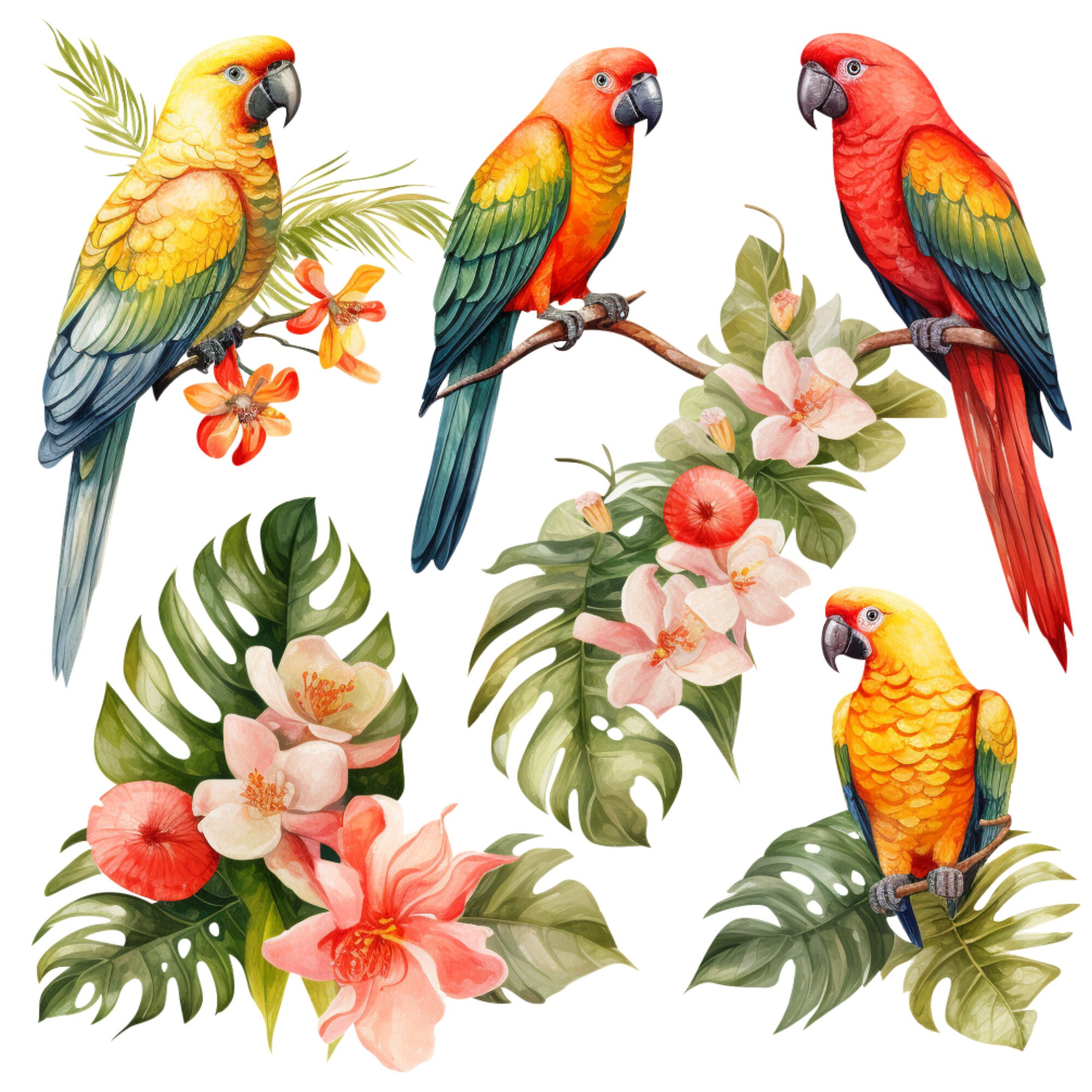 Watercolor Parrot Clipart tropical Birds With Flowers and - Etsy