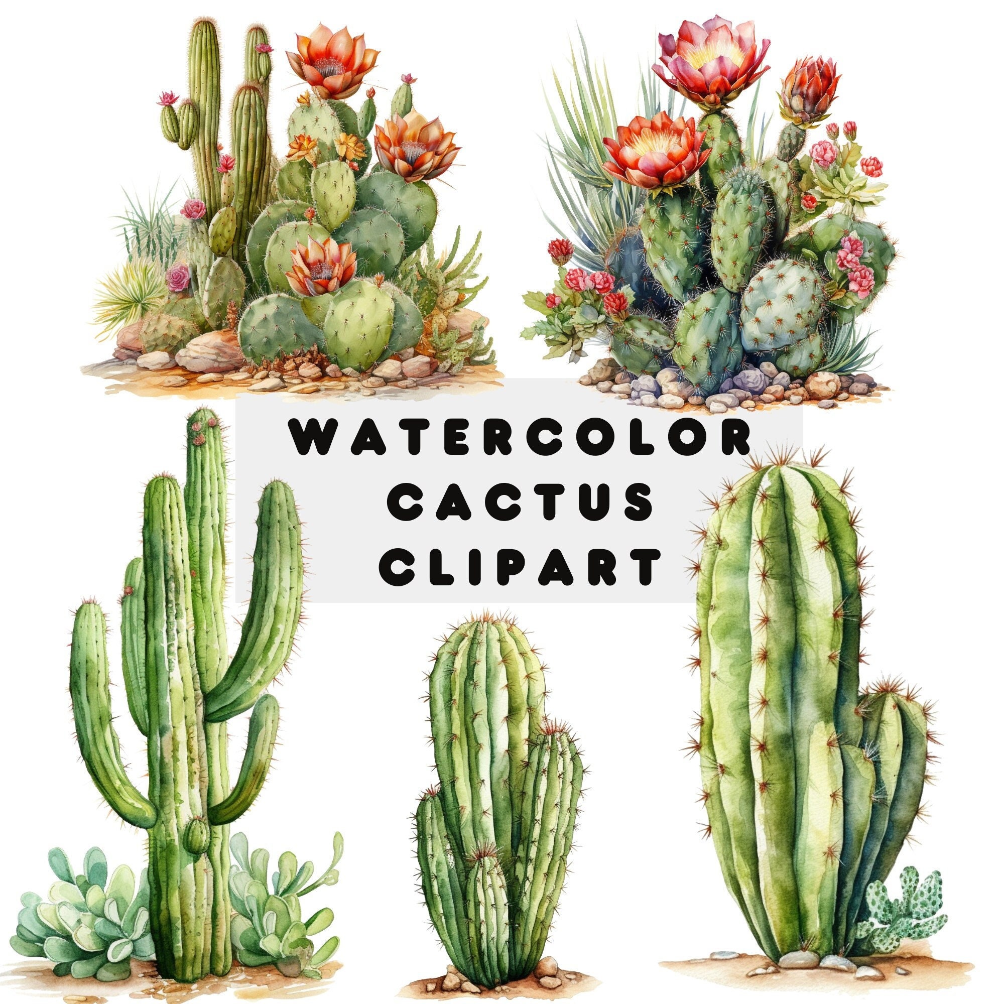 Watercolor Cactus Clipart - Desert Cacti PNG Download | Commercial Use ...
