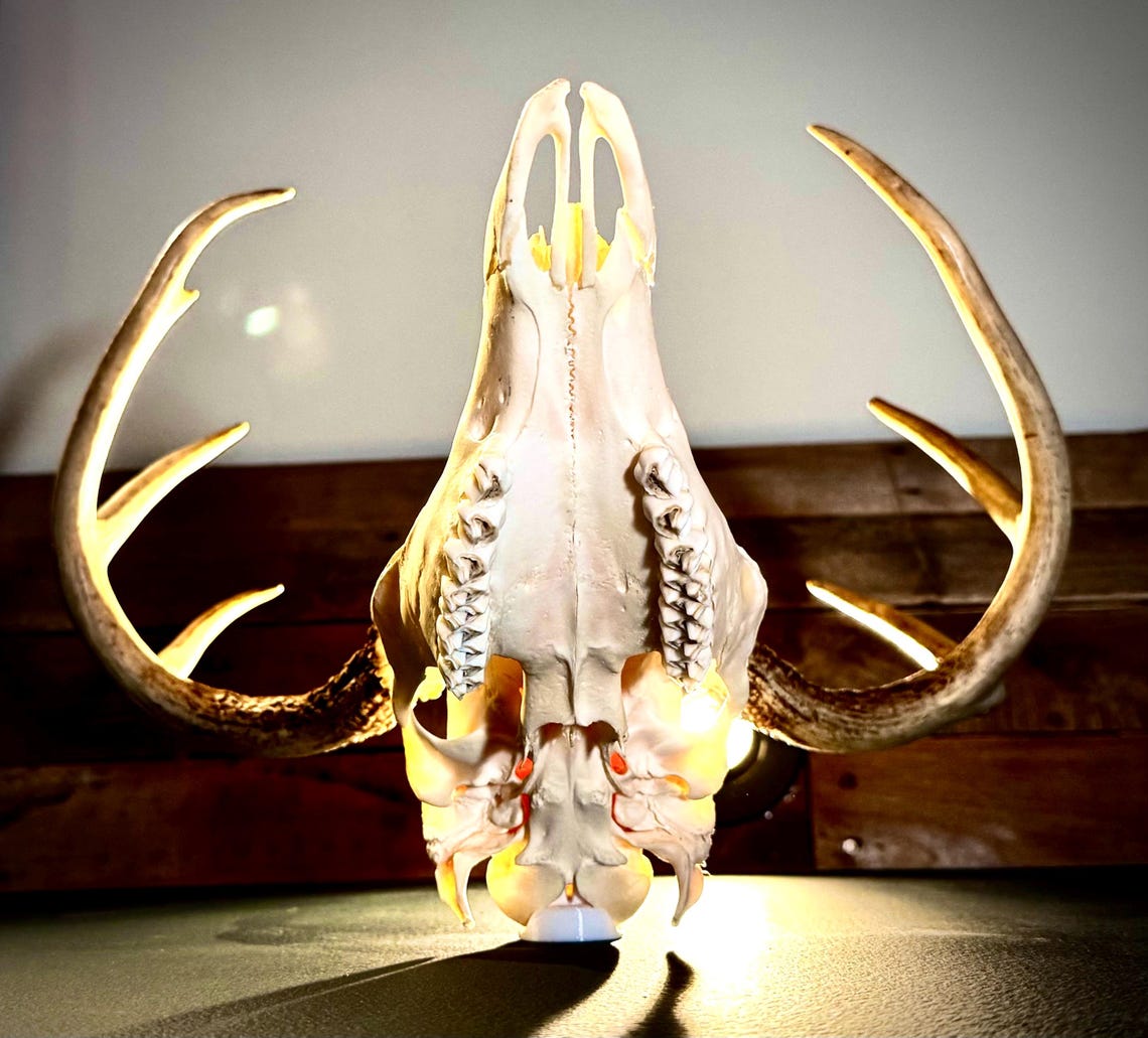 The Buck Plug - Integrated Deer Skull Hanger for European Skull Mounts ...