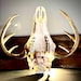 The Buck Plug - Integrated Deer Skull Hanger for European Skull Mounts ...
