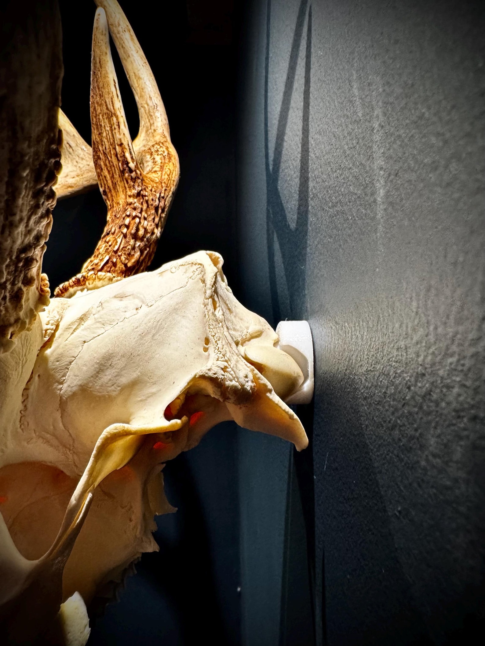 The Buck Plug - Integrated Deer Skull Hanger for European Skull Mounts ...