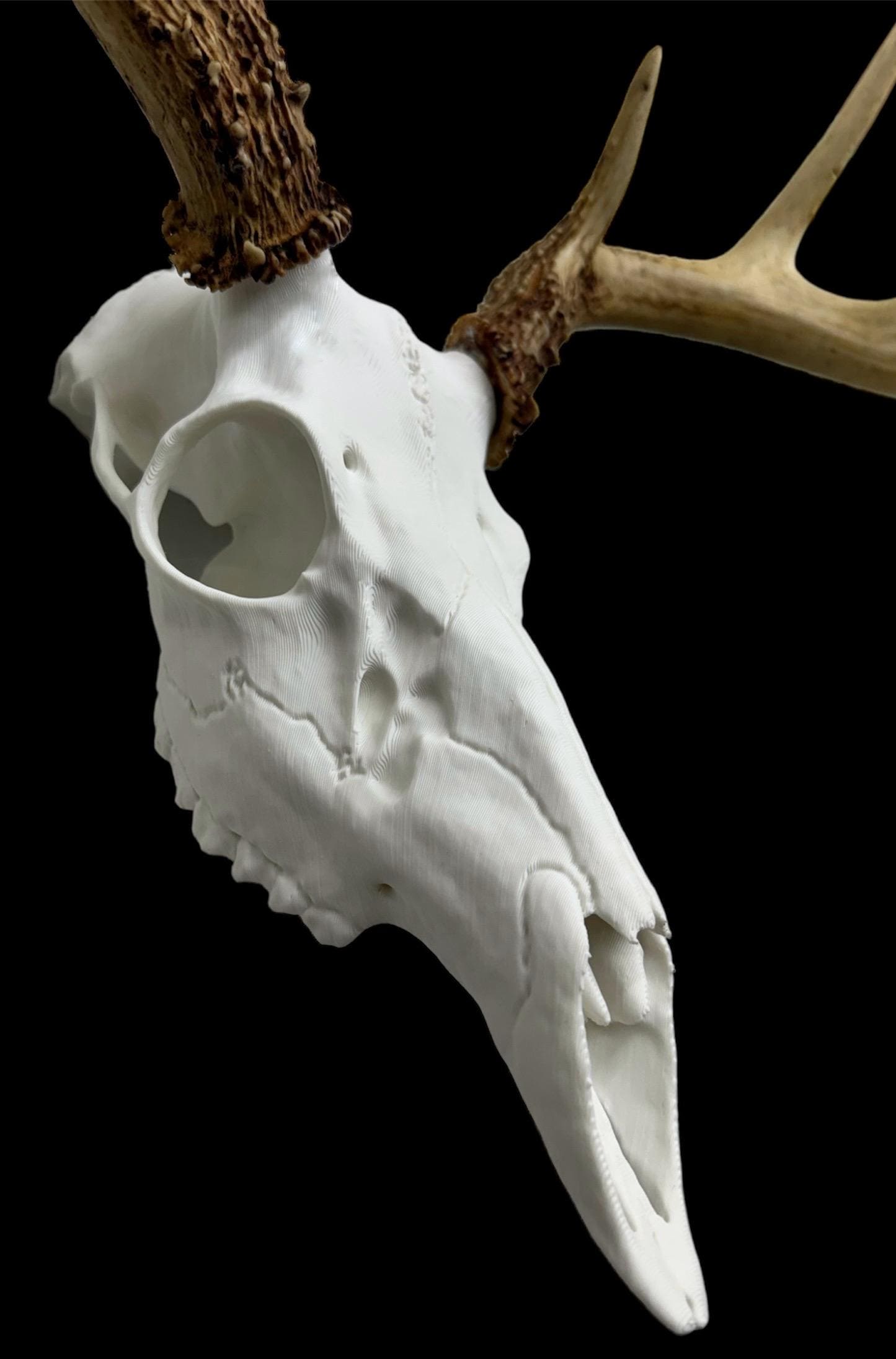 Self-hanging Reproduction Fake Deer Skull Mount Kit W/ Antler ...