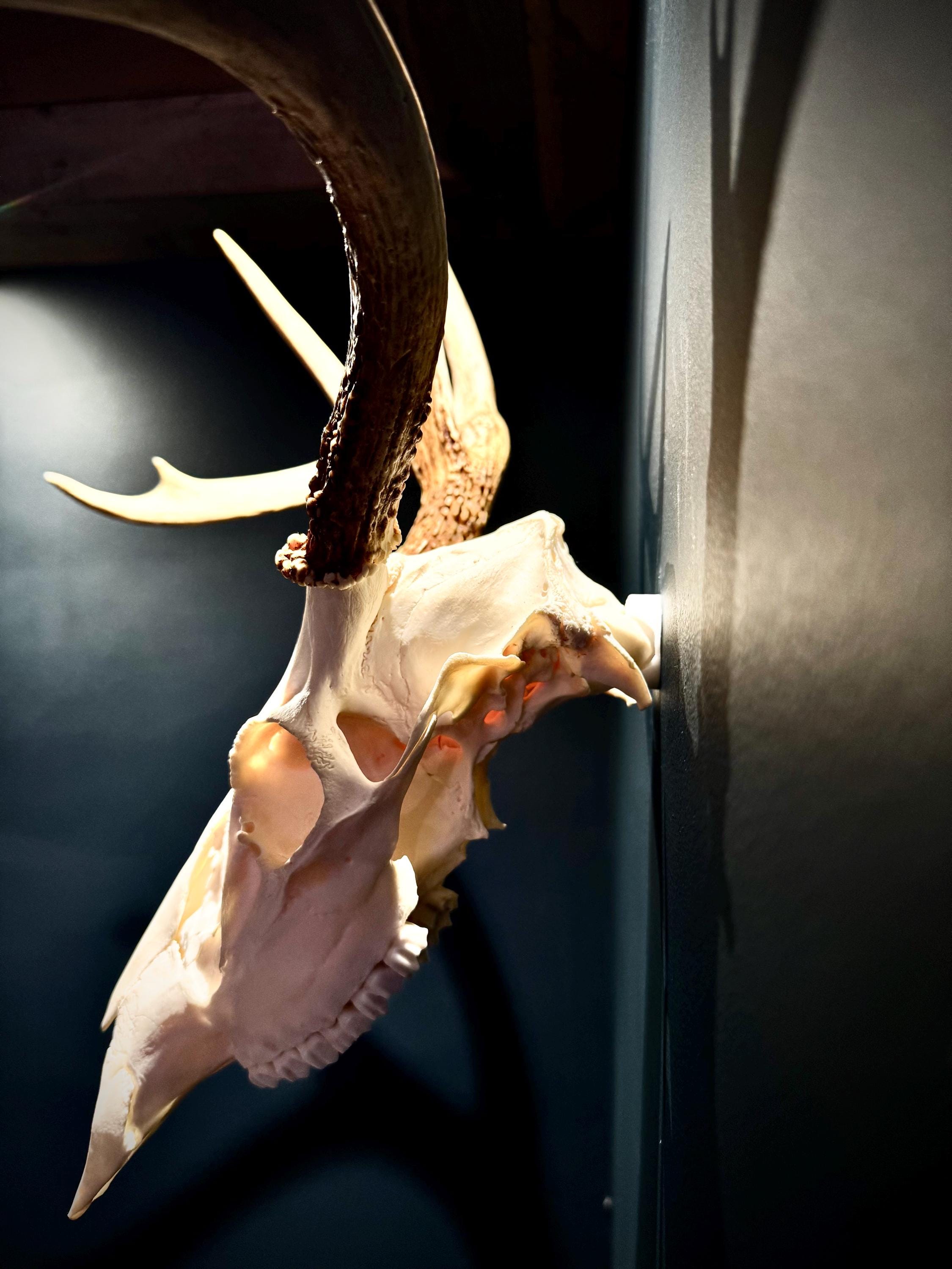 The Buck Plug - Integrated Deer Skull Hanger for European Skull Mounts ...