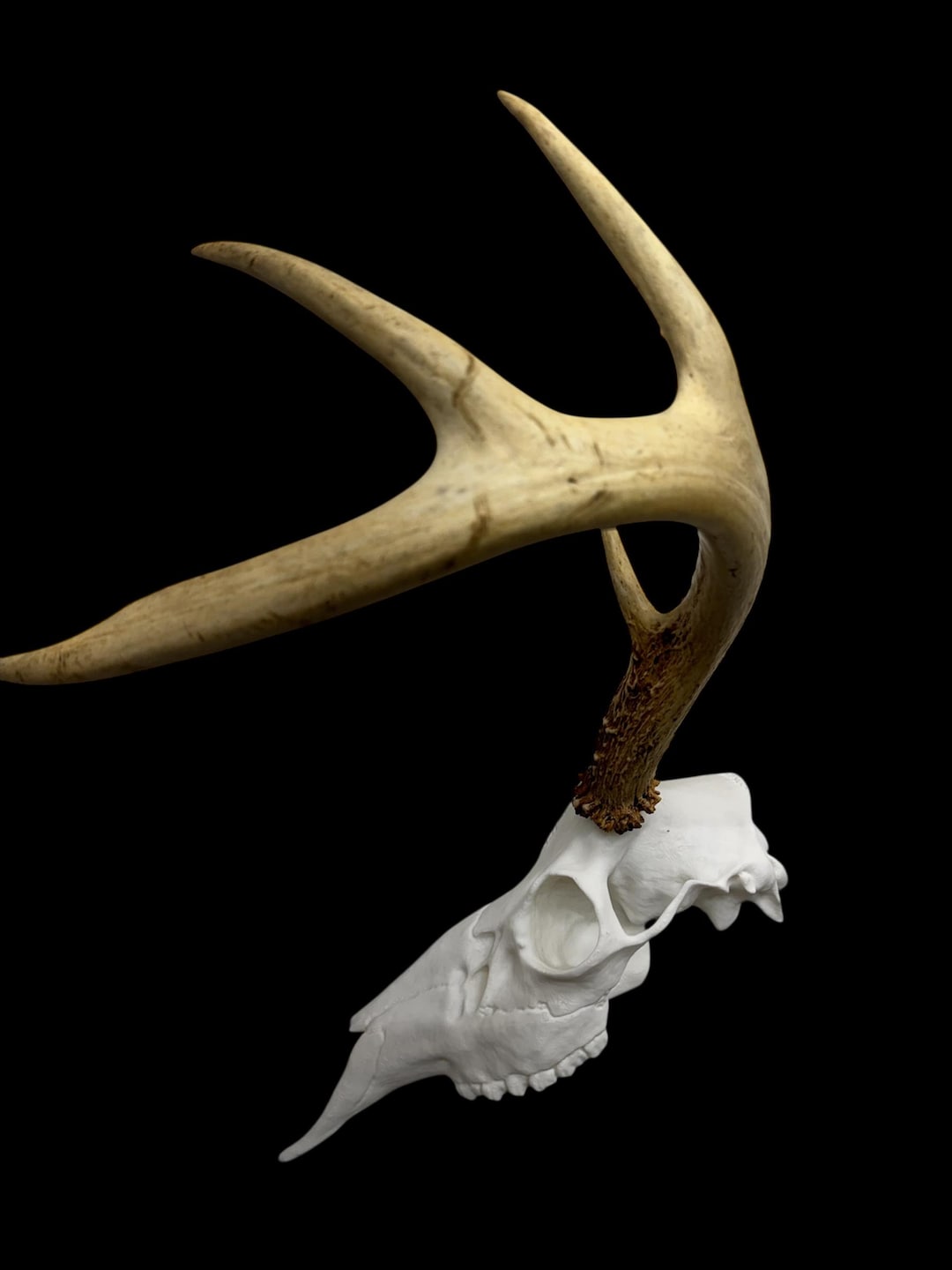 Hanging Reproduction Deer True-half Skull Mount W/ Antler Adjustment ...