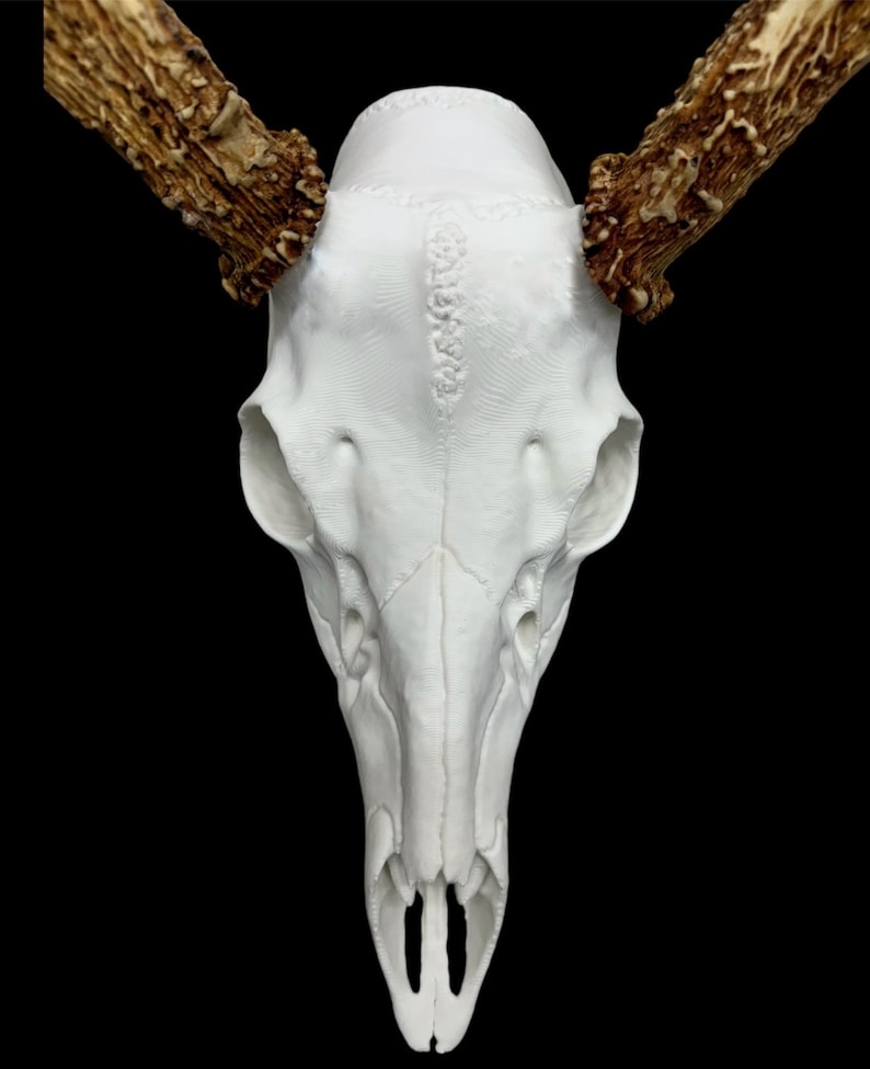 Self-hanging Reproduction Fake Deer Skull Mount Kit W/ Antler ...