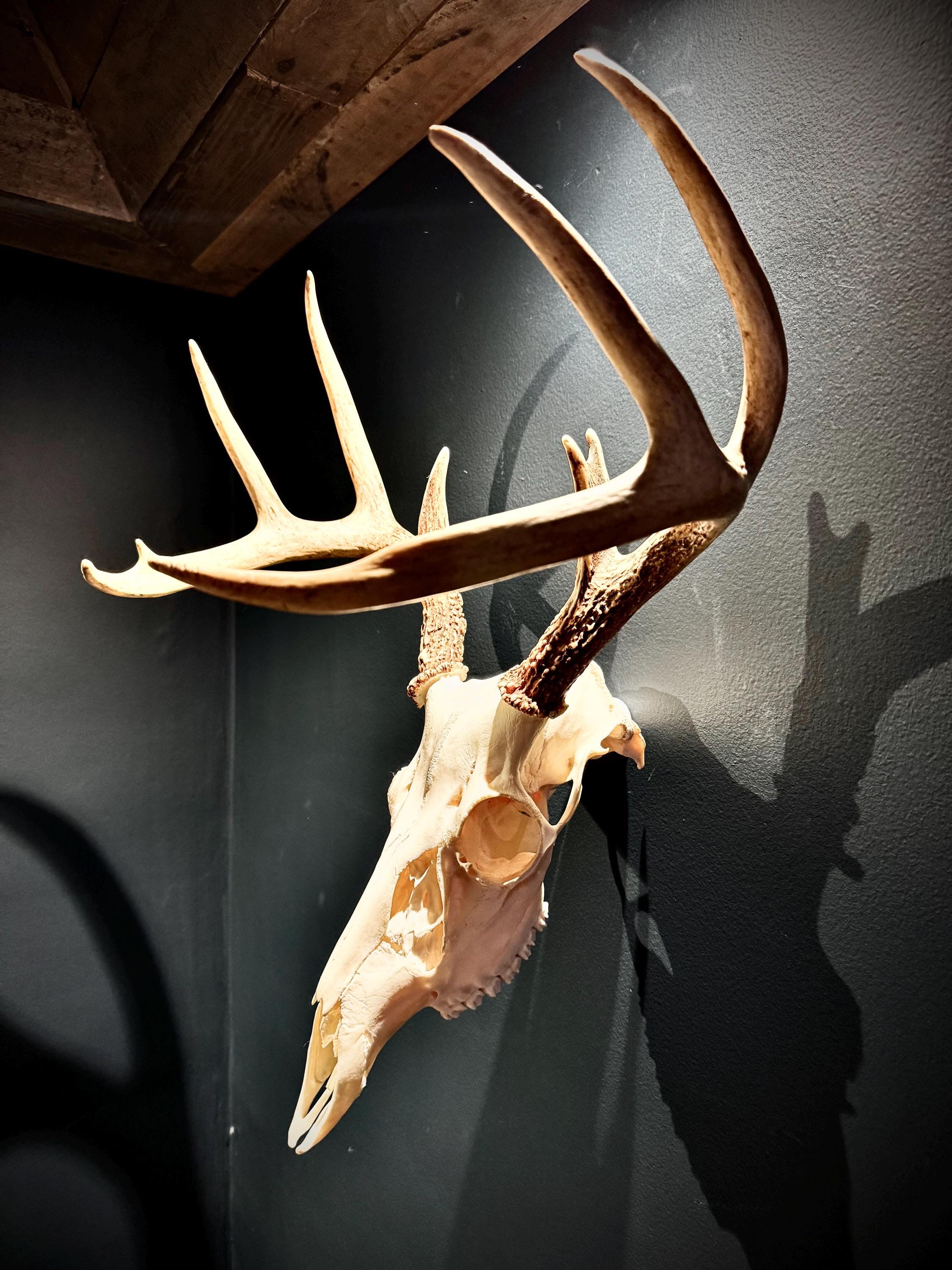 The Buck Plug - Integrated Deer Skull Hanger for European Skull Mounts ...