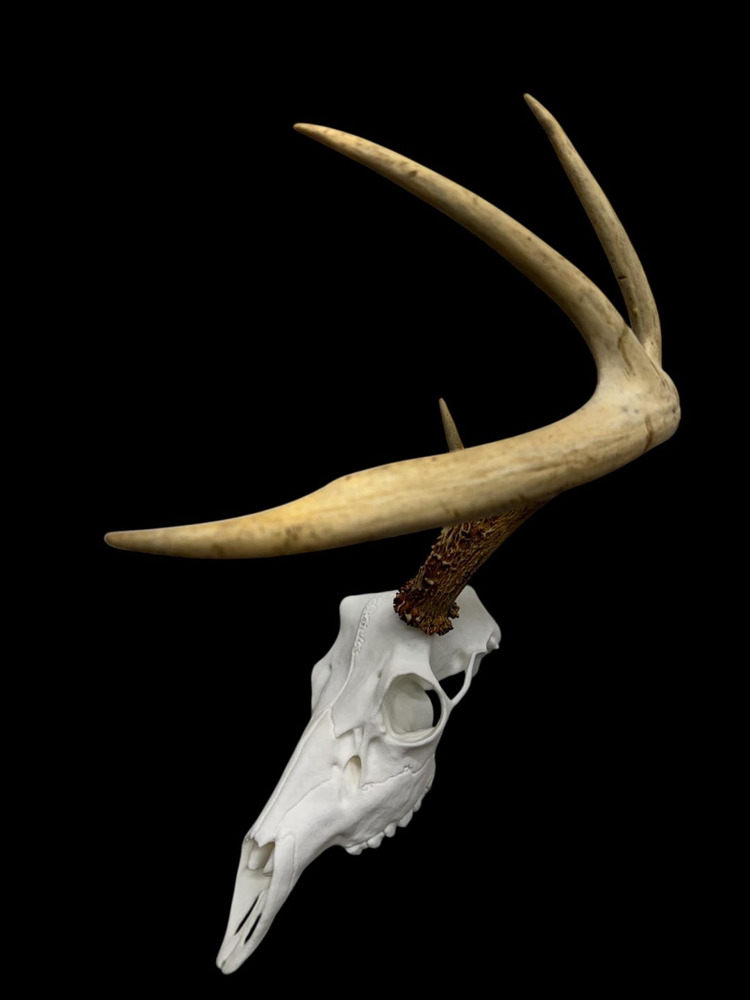 Hanging Reproduction Deer 3D Half-skull Mount W/ Antler Adjustment ...