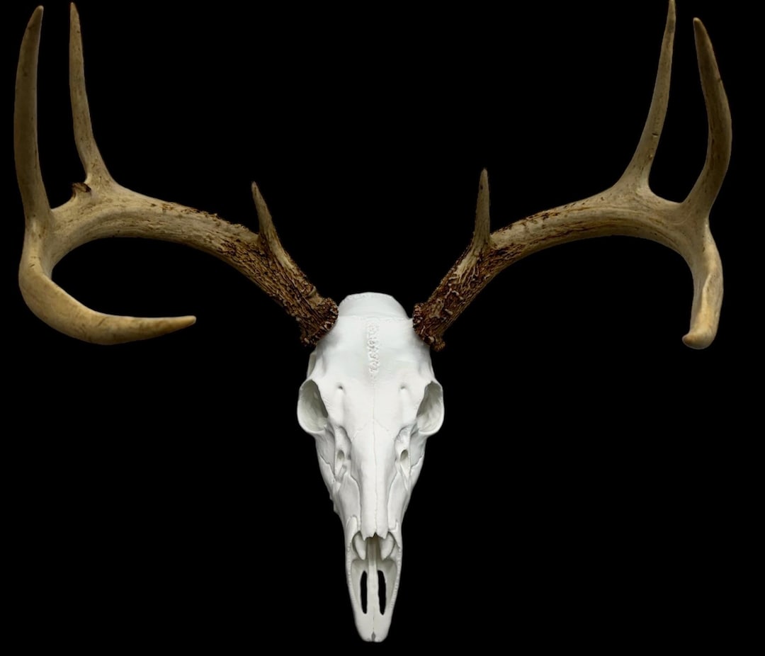 Self-hanging Reproduction Fake Deer Skull Mount Kit W/ Antler ...