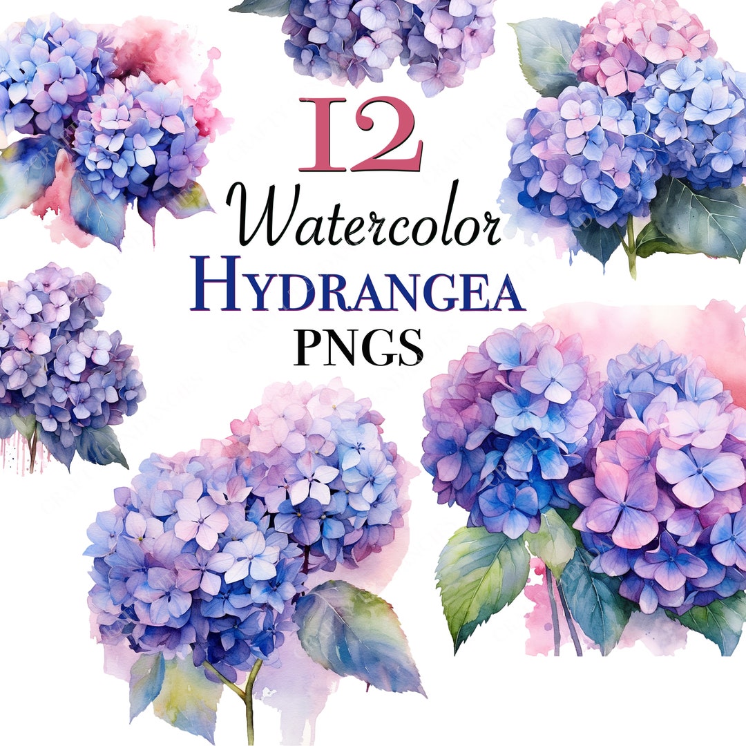 Hydrangea Flower Clipart for Digital Download, Watercolor Hydrangea ...
