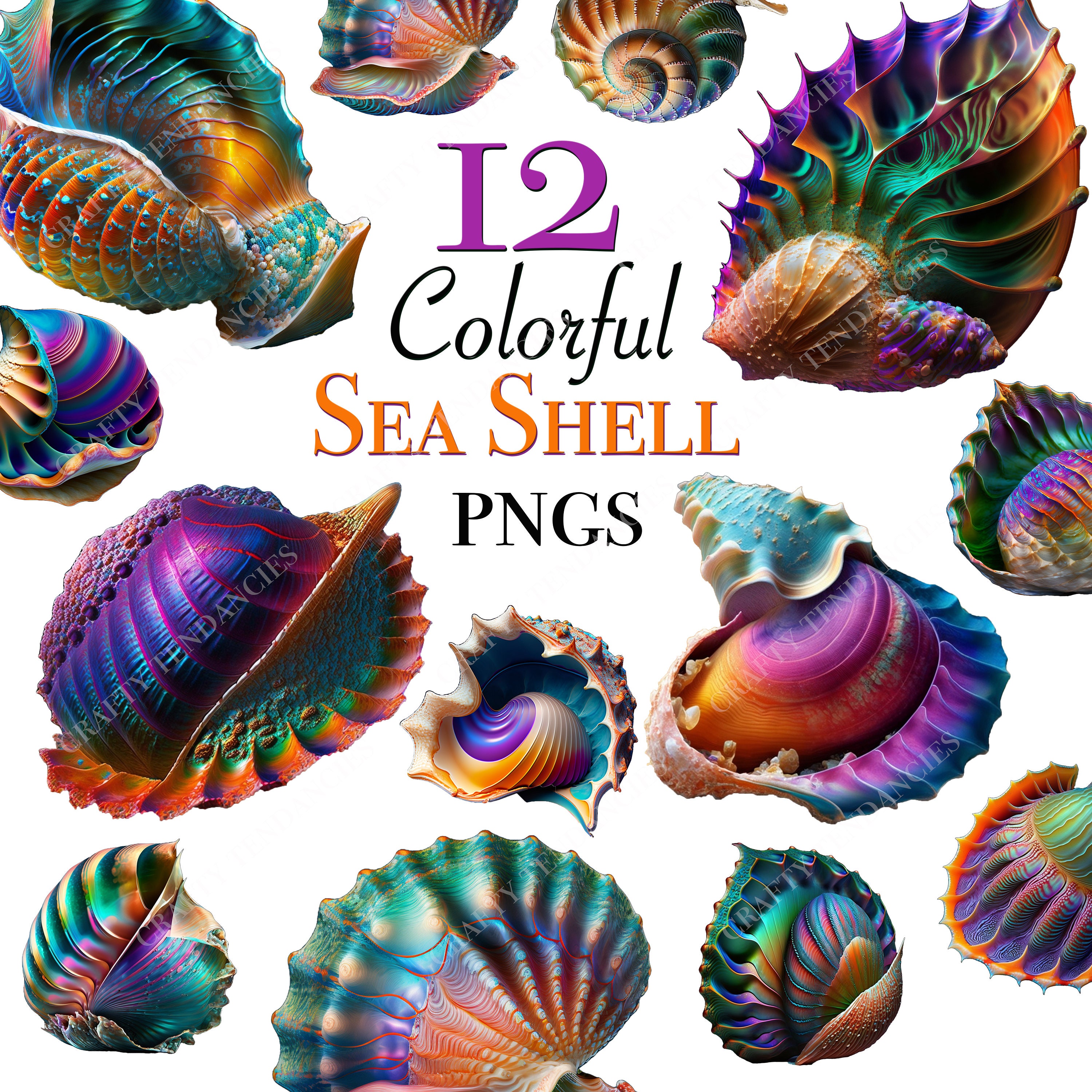 Sea Shell Clipart PNG Files for Instant Download Colorful Sea - Etsy