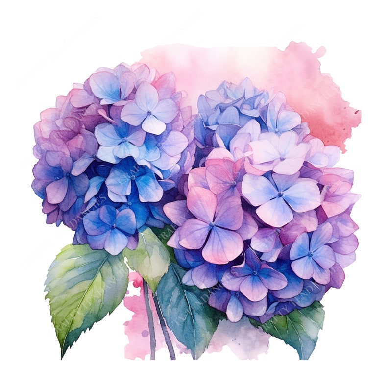 Hydrangea Flower Clipart for Digital Download Watercolor - Etsy