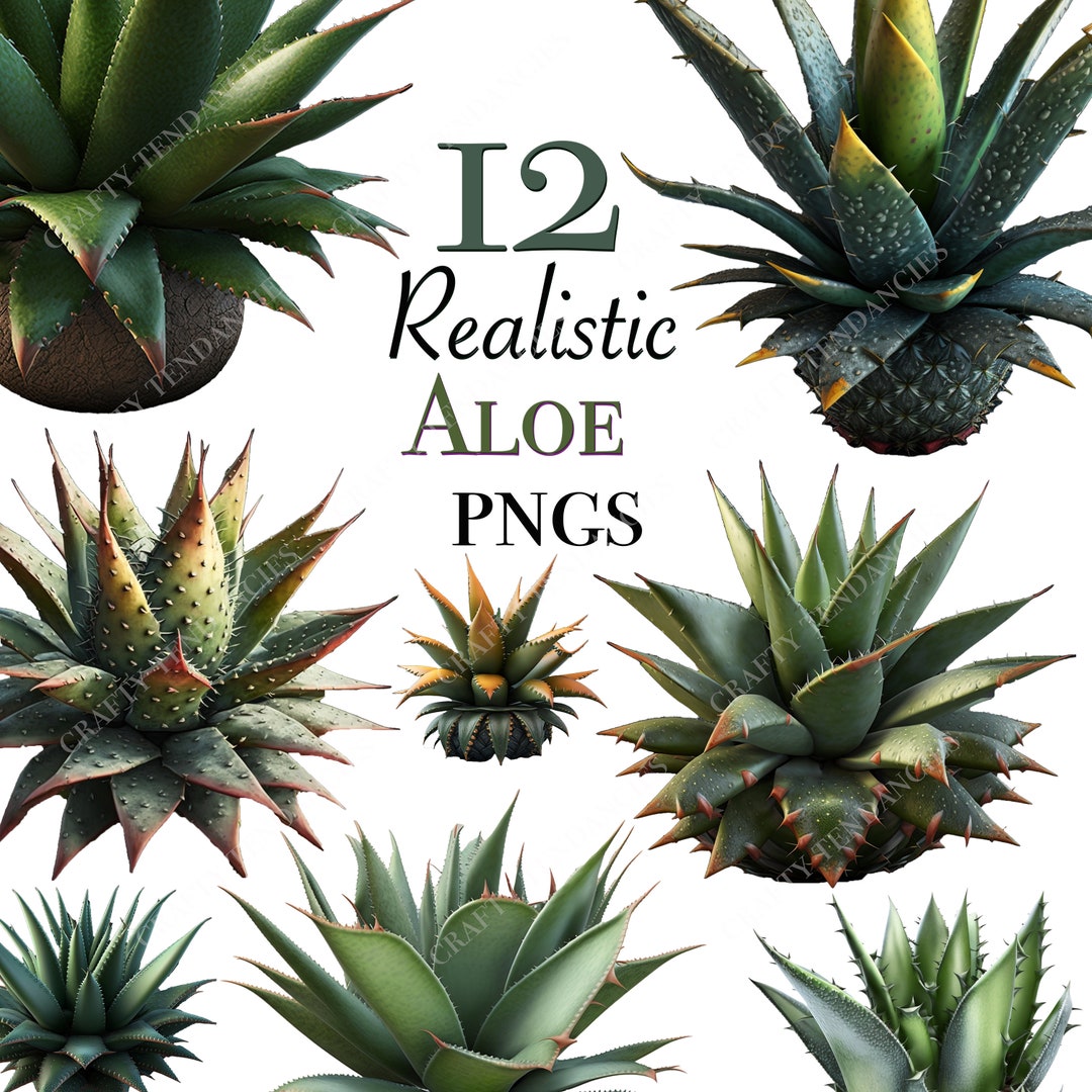Aloe House Plant PNG Files for Instant Download Aloe Realistic Plant ...