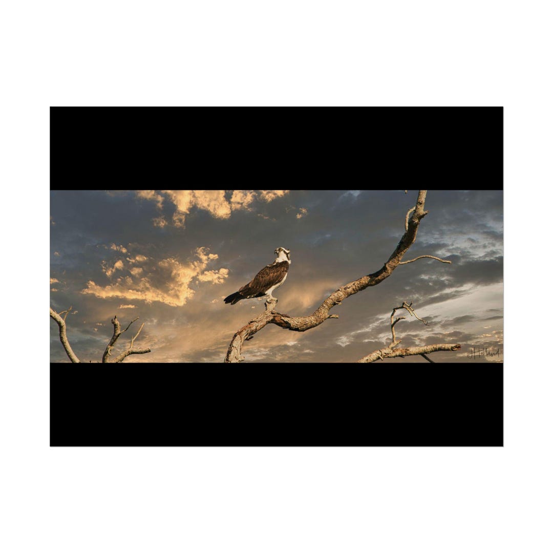 Nature Photography Prints, Wildlife Wall Art, Osprey Sunset Poster ...