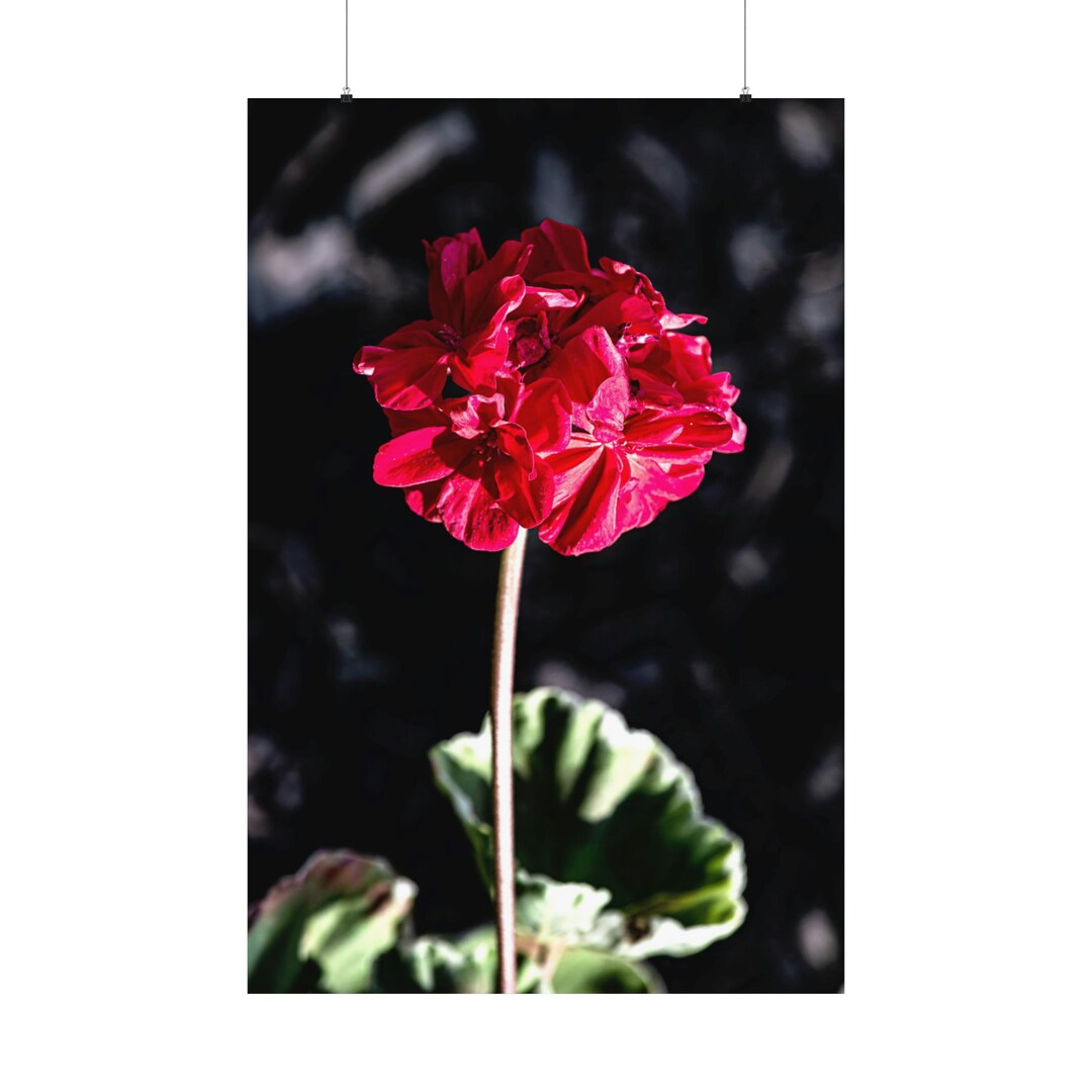 Red Geranium Photo, Farmhouse Wall Decor, Red Flower Poster, Geranium ...