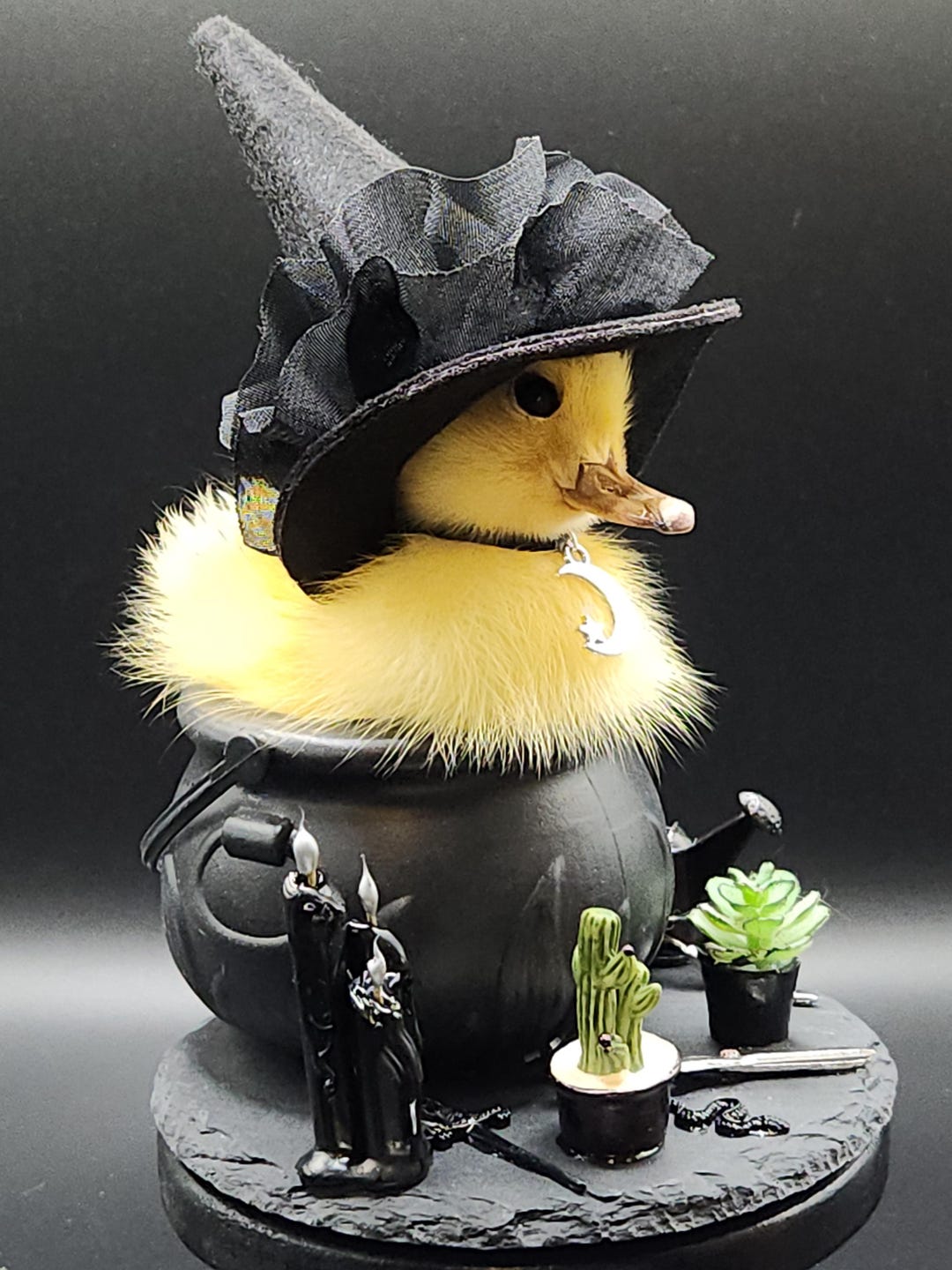 Garden Hedgewitch Genuine Taxidermy Witch Duckling in a Cauldron Custom ...