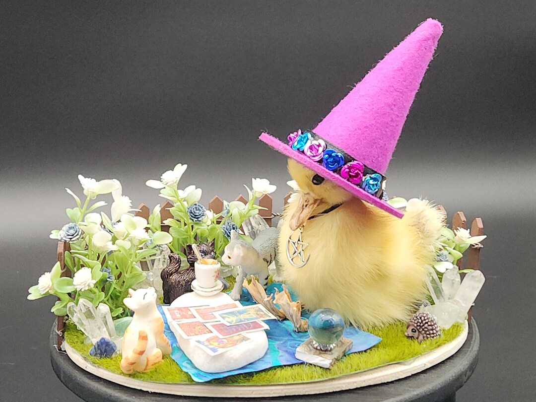 Genuine Taxidermy Duckling Garden Nature Tarot Reader Fortune Teller ...