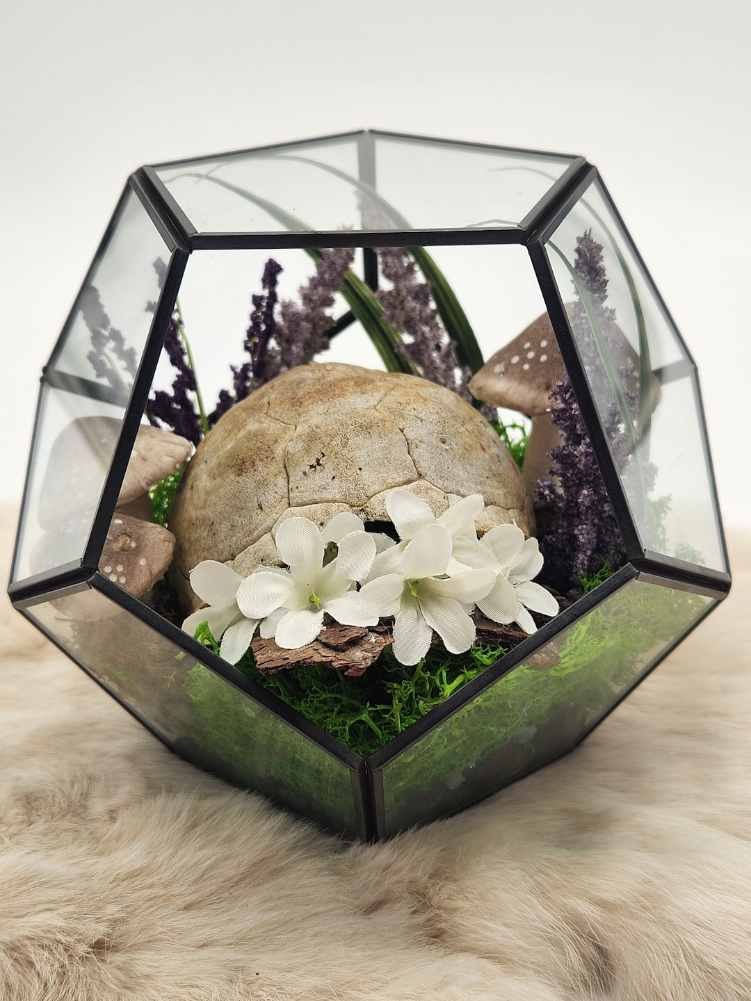 Glass Terrarium Real Authentic Turtle Shell Art Display - Etsy