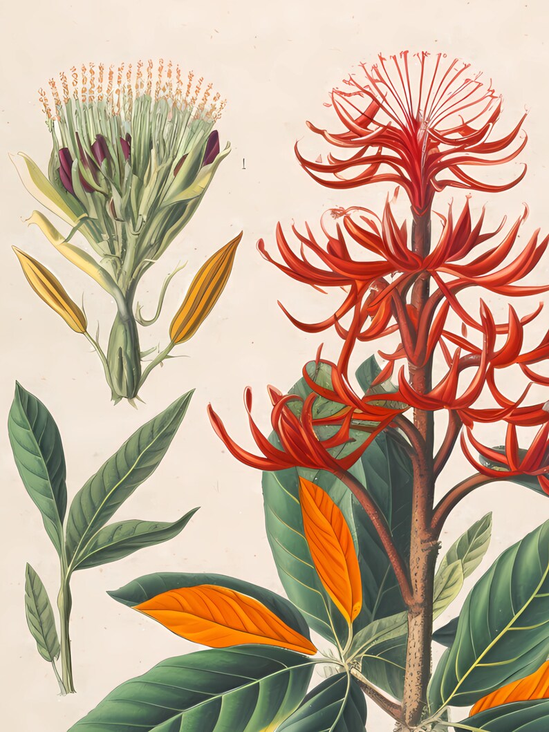 Vintage Flower Print | Floral Red and Green Botanical Wall Art ...