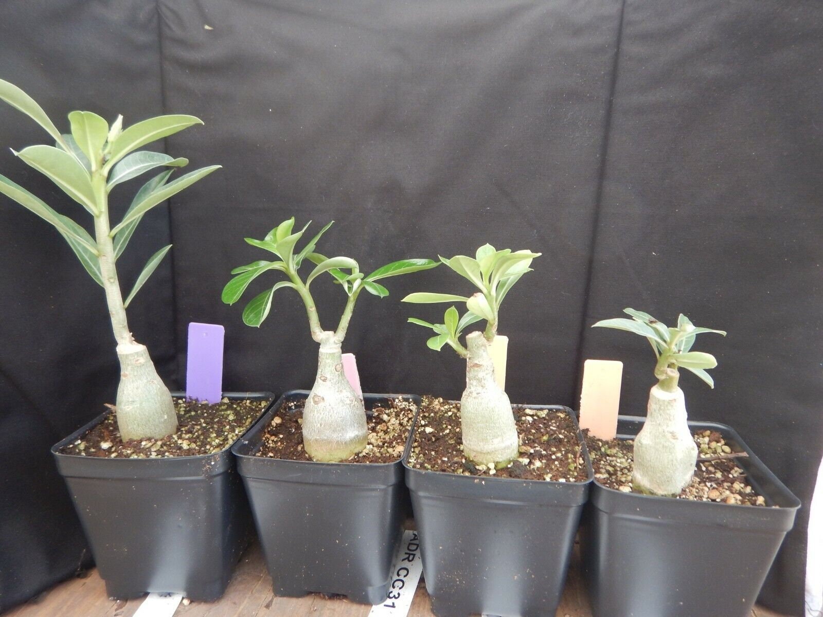 Adenium Obesum Grafted Plant Really Yellow Desert Rose Plant Usa Seller