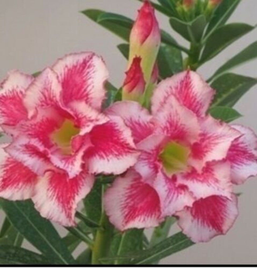 Adenium Obesum Grafted Plant New Rainbow Desert Rose Plant Usa Seller