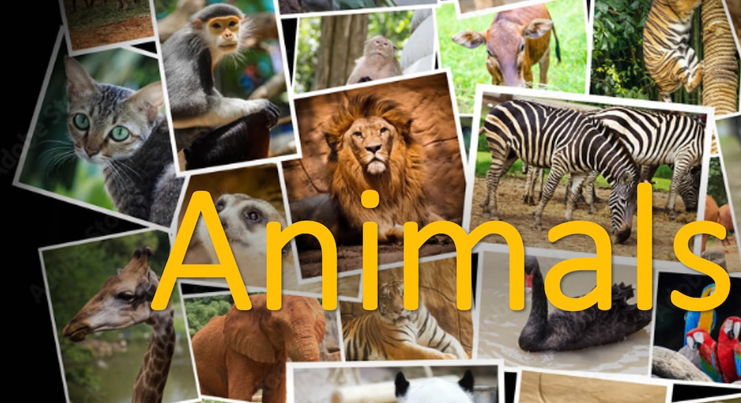 TEFL Primary Lesson Plan: Animals - Etsy