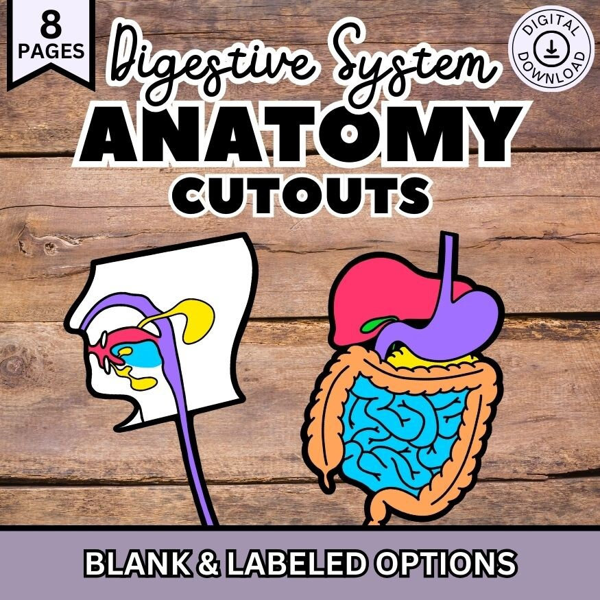Digestive System Anatomy Cutouts, Digestive System Labeling, Human Body ...