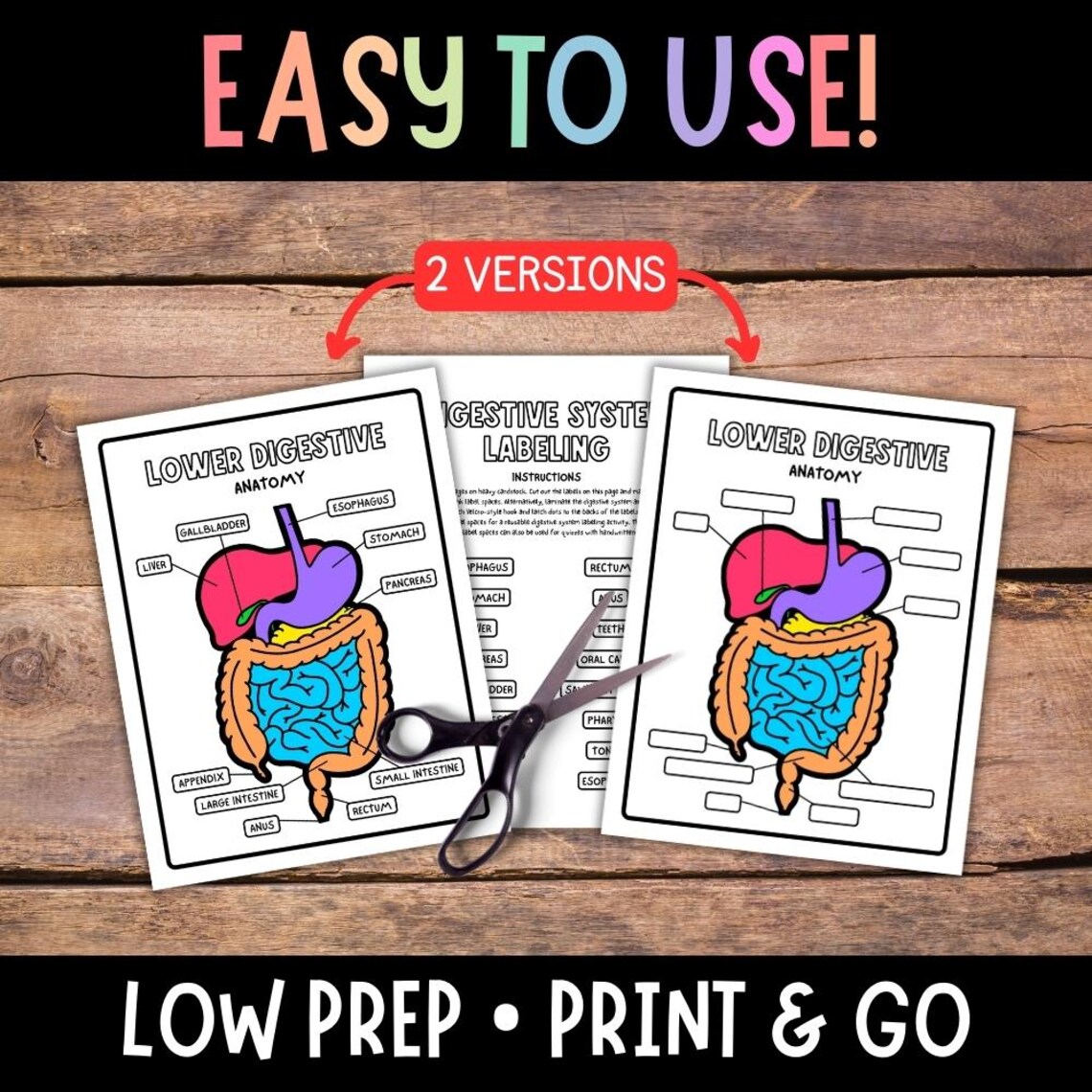 Digestive System Anatomy, Digestive System Labeling, Human Body Science ...
