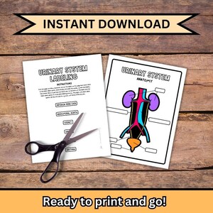Urinary System Labeling, Urinary System Diagram, Human Body Science for ...