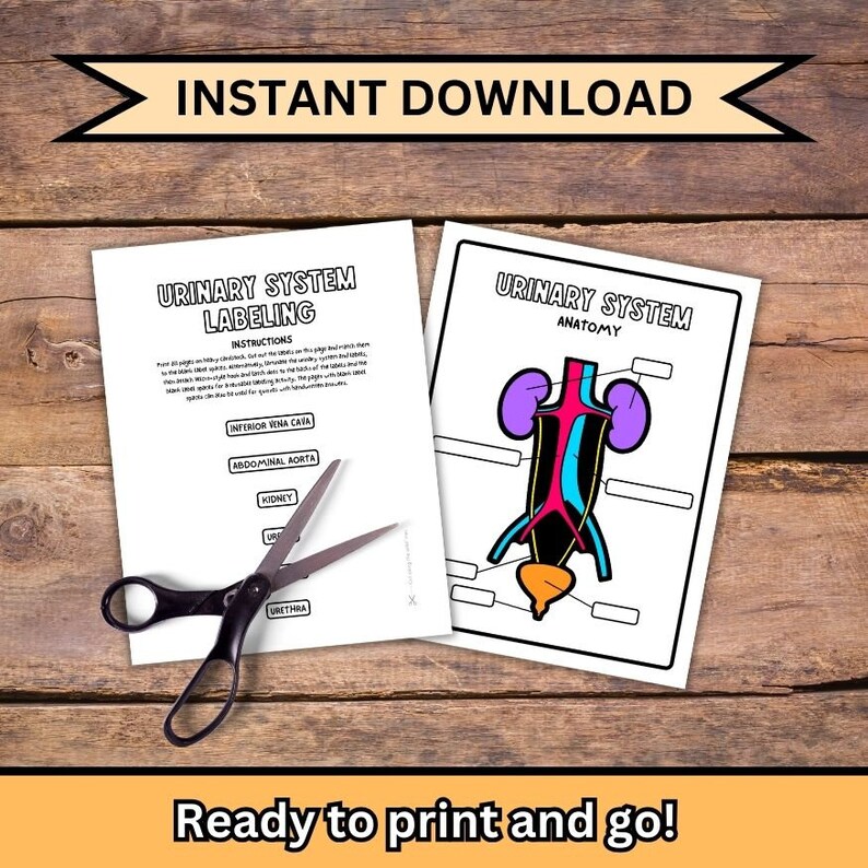 Urinary System Labeling, Urinary System Diagram, Human Body Science for ...