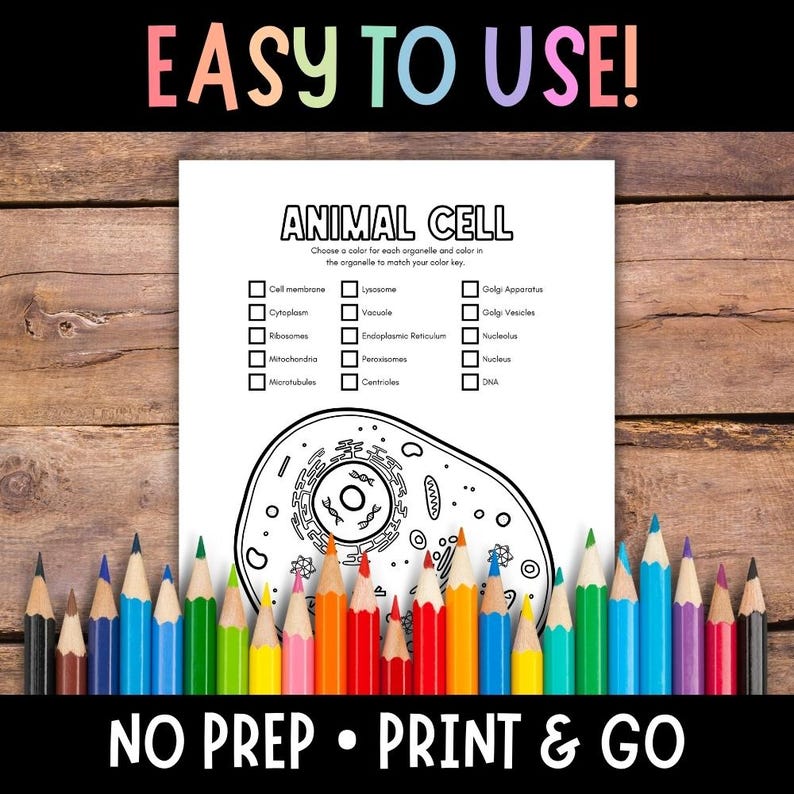 Animal Cell, Anatomy Coloring Page, Human Anatomy, Human Cell Labeling ...