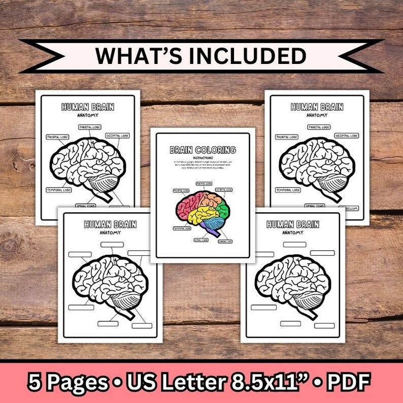 Human Brain, Brain Anatomy Coloring, Science for Kids, Printable, Brain ...