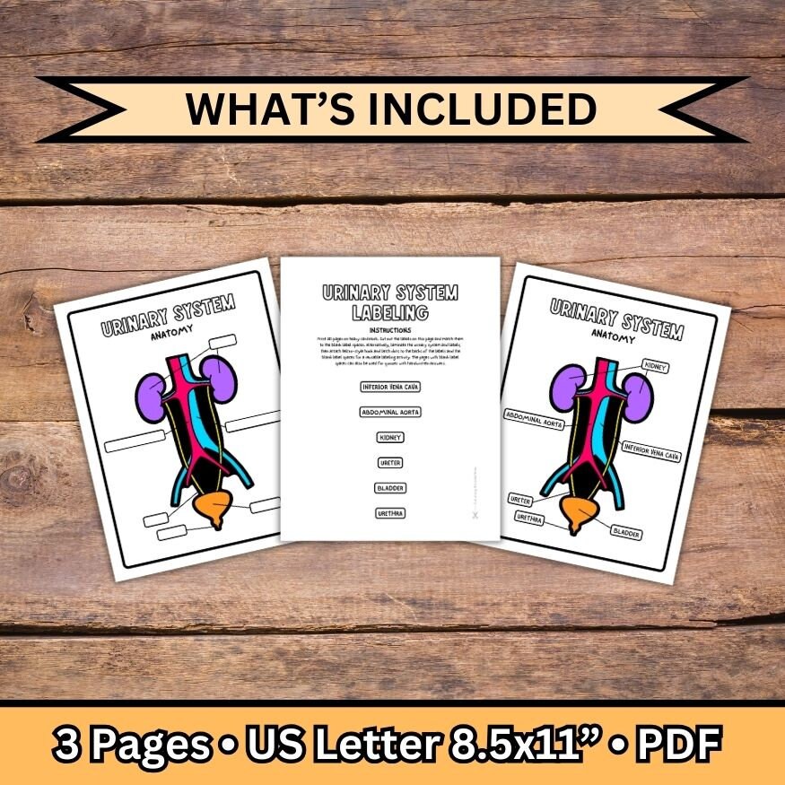 Urinary System Labeling, Urinary System Diagram, Human Body Science for ...