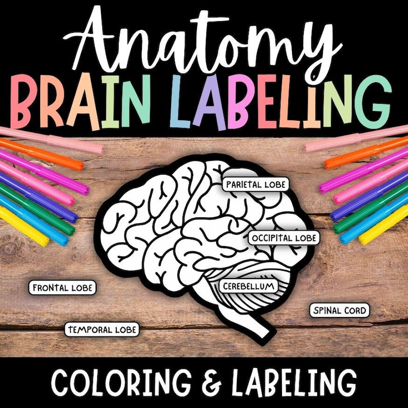 Human Brain Anatomy, Brain Labeling, Human Body Science for Kids ...