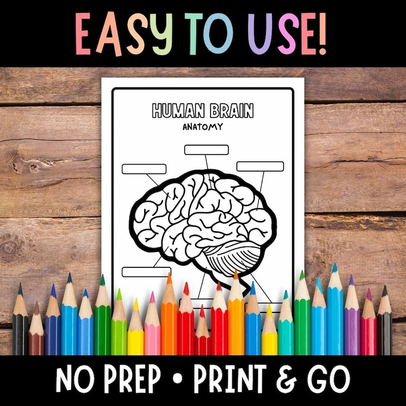 Human Brain, Brain Anatomy Coloring, Science for Kids, Printable, Brain ...