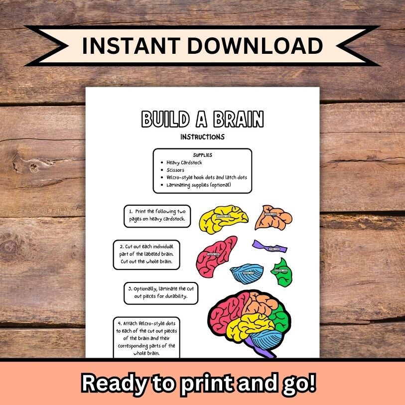 Human Brain Anatomy for Kids, Printable, Brain Activity, Brain Puzzle ...