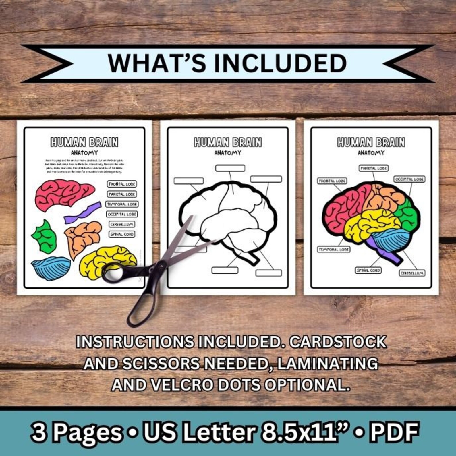 Human Brain Anatomy for Kids Printable Worksheet Activity Puzzle ...