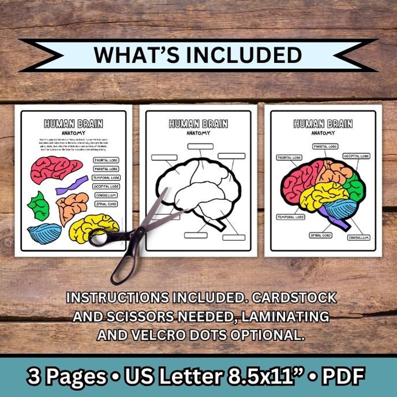 Human Brain Anatomy for Kids Printable Worksheet Activity Puzzle ...