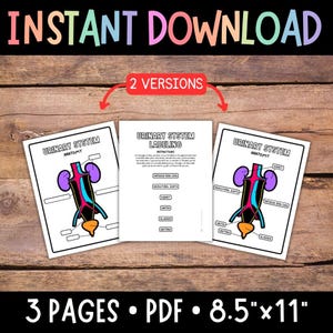 Urinary System Labeling, Urinary System Diagram, Human Body Science for ...