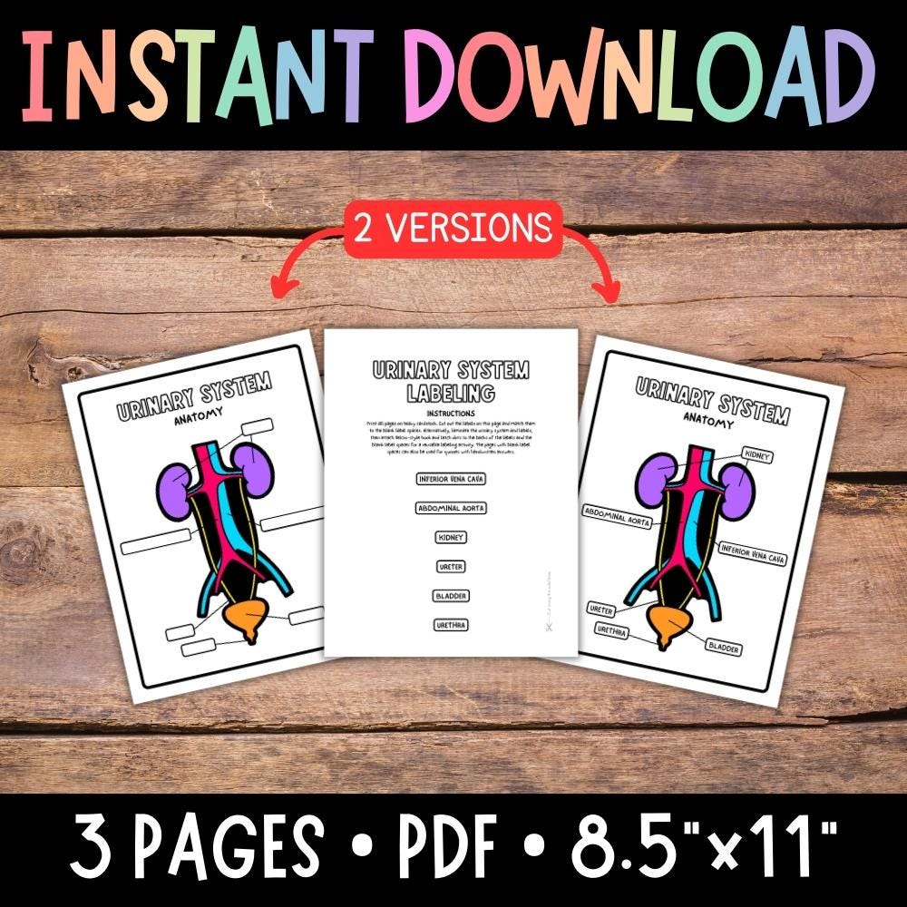 Urinary System Labeling, Urinary System Diagram, Human Body Science for ...