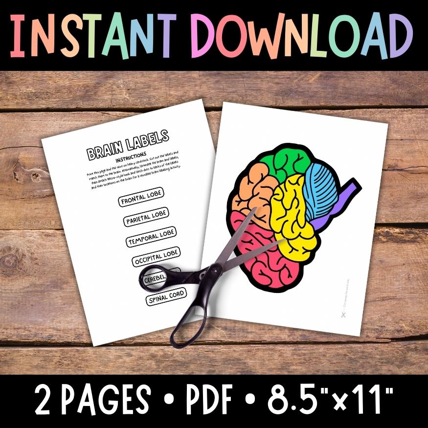 Human Brain Anatomy, Brain Labeling, Human Body Science for Kids ...