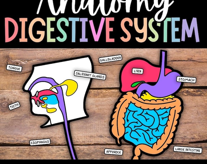 The Digestive System Poster, Anatomy Poster, Classroom Poster, Organs ...
