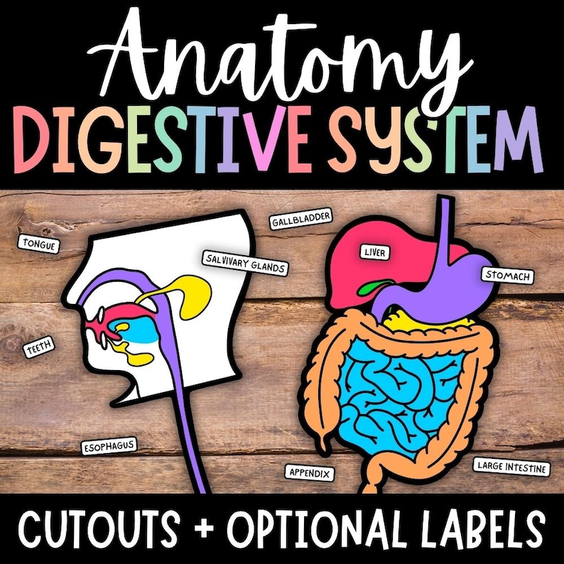 Human Digestive System: Digestive System for Kid, Sistema Digestivo ...