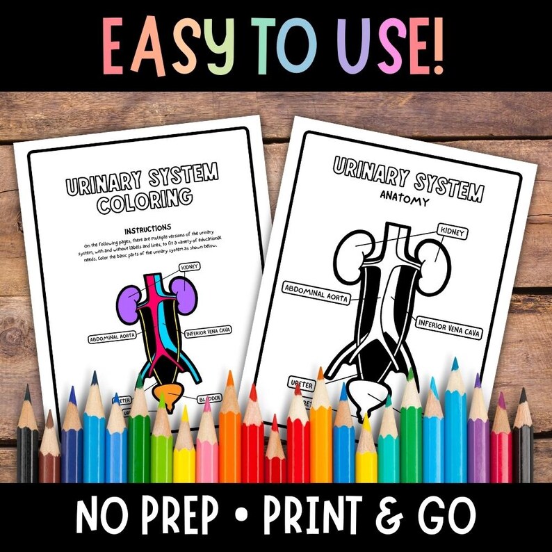 Urinary System Coloring Pages, Human Body Science for Kids, Printable ...