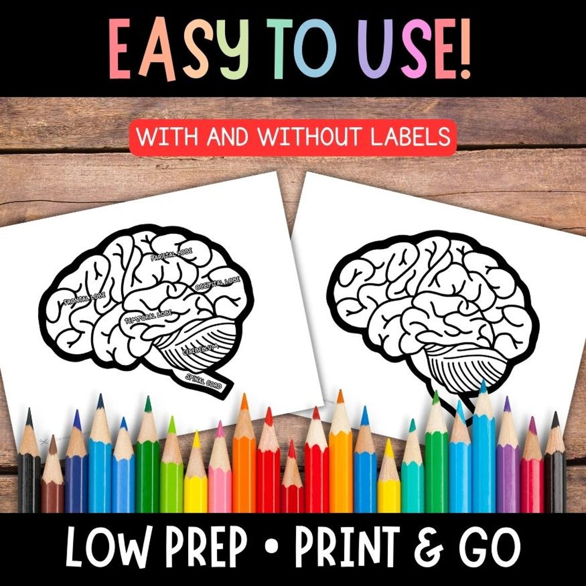 Human Brain for Kids, Brain Coloring Page, Build a Brain, Printable ...